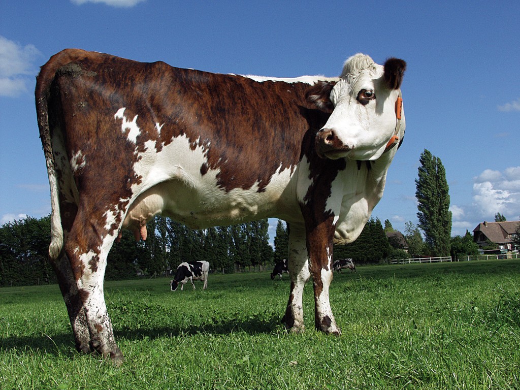 Hervé MONS fromager affineur en Région Rhône-Alpes : Une histoire de ...